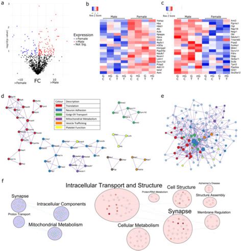 Respirasome Proteins Are Regulated By Sex Hormone Interactions In The Brain