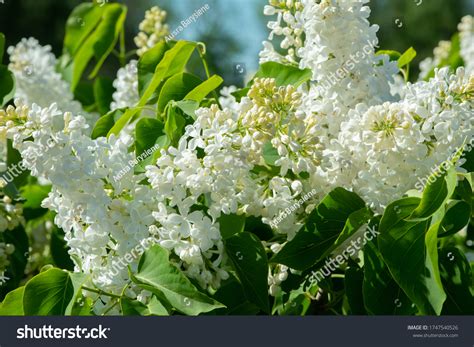 Variedad Blanca De Lino Mazais Princis Foto De Stock 1747540526 Shutterstock