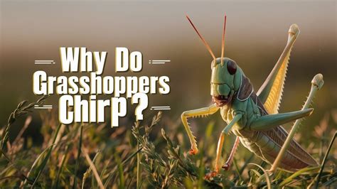 Why Do Grasshoppers Chirp Exploring Insect Communication Youtube