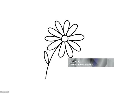 Daisy Bunga Yang Digambar Tangan Sketsa Kerangka Vektor Doodle Seni