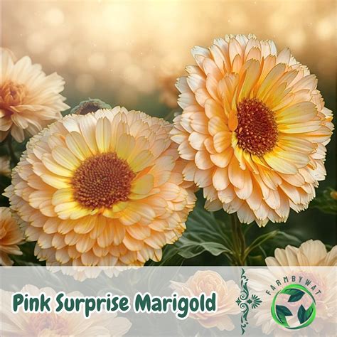 25 Pink Surprise Marigold Seeds Unique Double Blooms Etsy