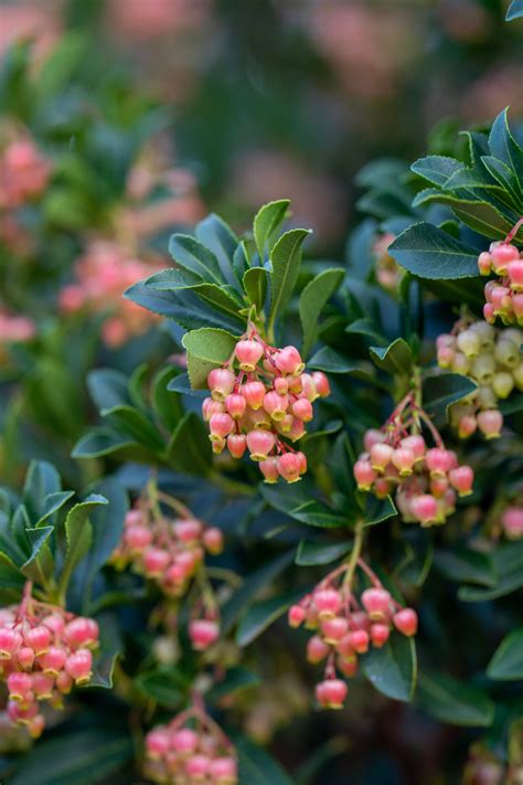 Arbutus Unedo Flower