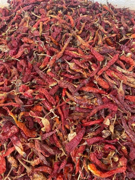 Variety Of Chilli Sannam Kdl Medium Dry Chilli At Rs 170kg In Guntur