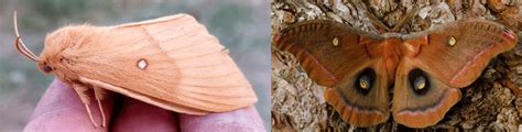 17 Common Moths In Oregon 2023 Bird Watching Hq