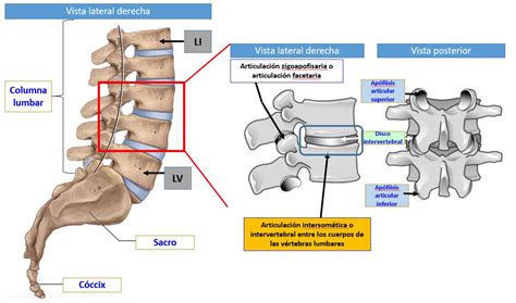 Articulaciones Intervertebrales Entre Los Cuerpos De Las VÉrtebras