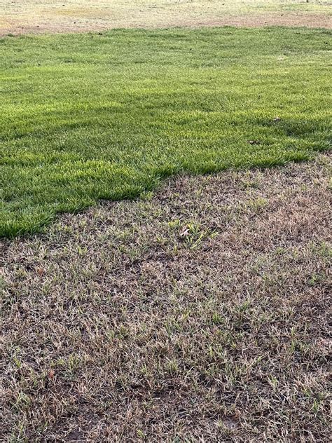 Hello Identifying Grass Rgrass