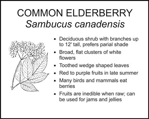 Common Elderberry Smart Garden Signs