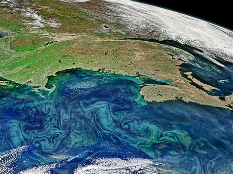 Global Algae Blooms Are Growing And Warming Waters May Be To Blame