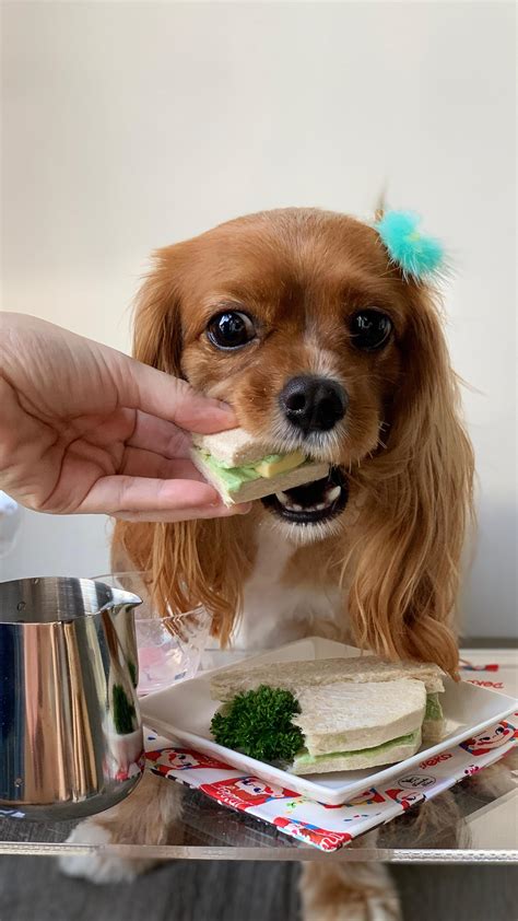 𝓒𝓱𝓸𝓬𝓸𝓵𝓪𝓽𝓮🍫 And 𝓑𝓻𝓸𝔀𝓷𝓲𝓮🌈 Chocolatecavapoo • Instagram Photos And Videos