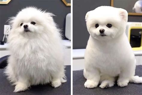 Types Of Small Dog Haircuts At Jason Snider Blog