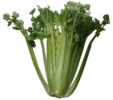 Types Of Plant Diseases In Celery
