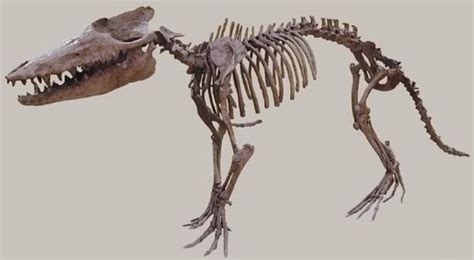 Pakicetus Fossil