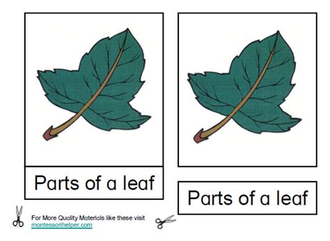 Montessori Parts Of A Leaf Thumbnail
