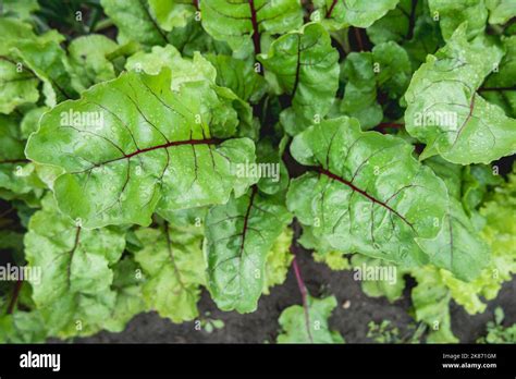 Beet In Open Ground Green Fresh Leaves Of Edible Beetroot Plant Gardening At Spring And Summer