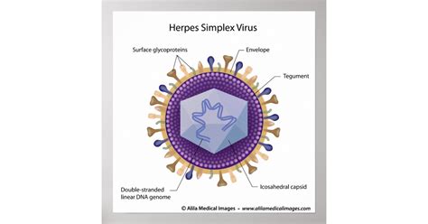 Herpesvirus Labeled Diagram Poster Zazzle