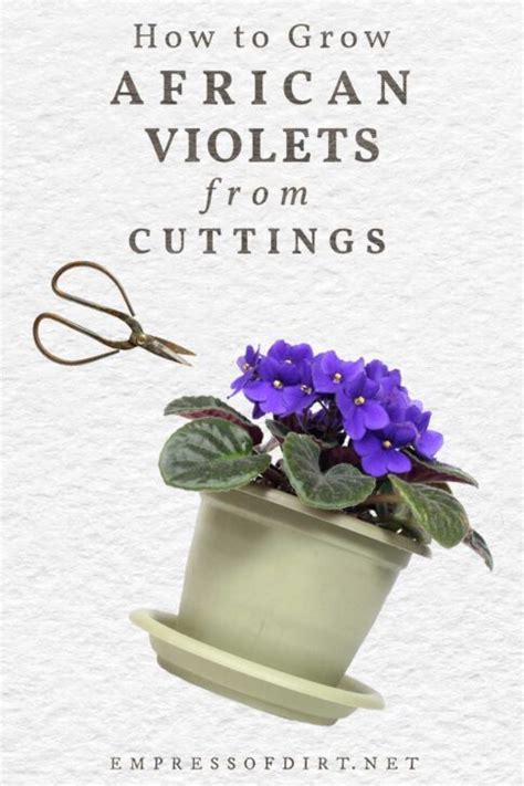 How To Propagate African Violets Step By Step Tutorial