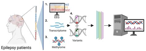 Mopede Combining Rna Sequencing And Brain Measurements To Advance