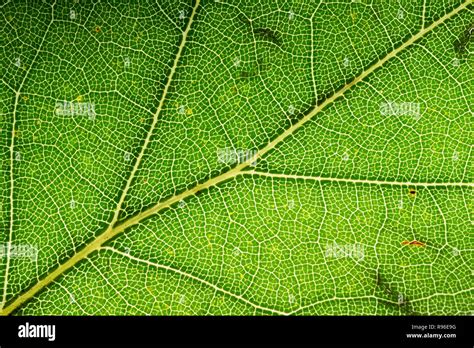 Red Oak Quercus Rubra Leaf Macro Shot From 1 Inch 25 Cm Cells