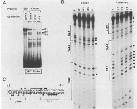 Gel Shift And Methylation Interference Analysis Of Protein Binding Near Download Scientific