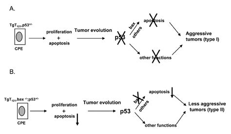 Two Different Tumor Progression Scenarios Download Scientific Diagram