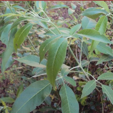Medicinal Plant Vitex Negundo L Download Scientific Diagram