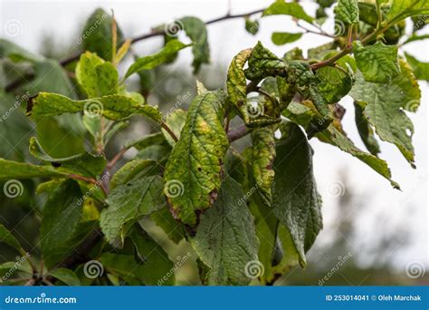 Aphid Fruit Tree Disease Fungus Twisted Leaves On Cherry Garden Pest