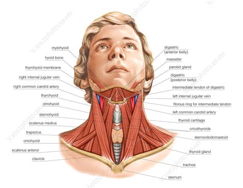 Muscles Of The Neck Stock Image C0200384 Science Photo Library