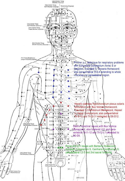 Acupuncture Meridian Research At John Wardle Blog