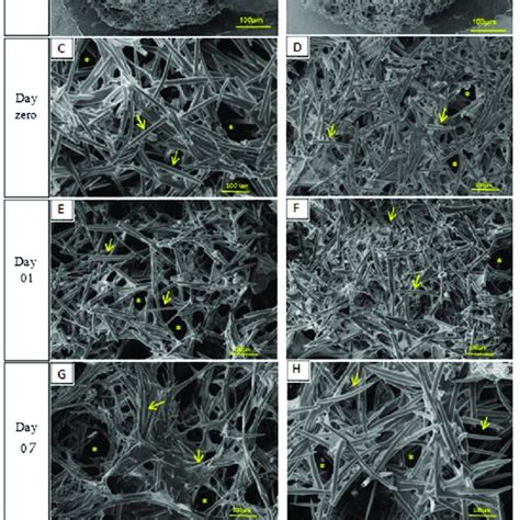 Sem Micrographs Showing Scaffold Morphology And Its Surface Degradation Download Scientific