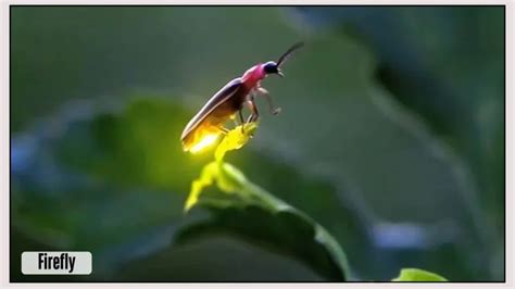 17 Common Types Of Beetles Identification With Pictures