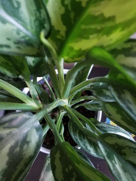 Chinese Evergreenaglaonema Splitting Stems Rplantclinic
