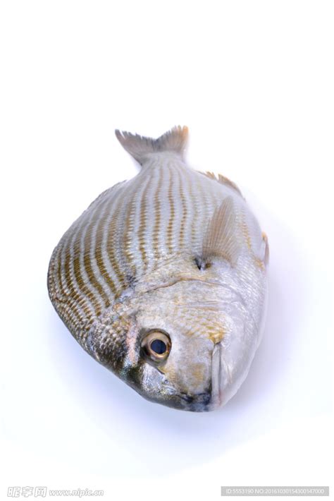 平鲷摄影图 海洋生物 生物世界 摄影图库 昵图网