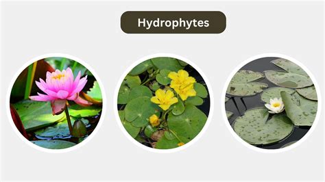 Xerophytes Plants Adaptation The Adaptations Of Xerophytic