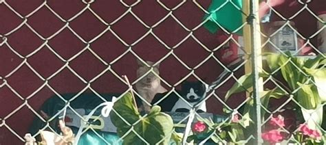 King Kitler And His Slave R Kitler