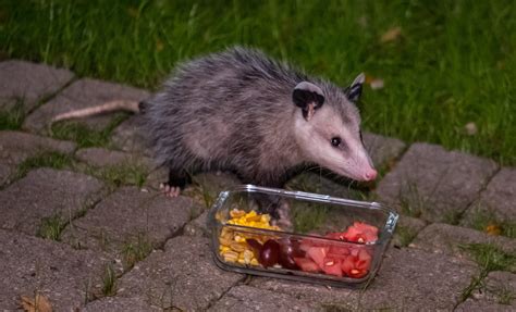 Same One As The Middle One In The Photo Of 3 Opossums Below But Back
