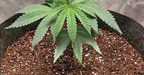 Compound Genetics Jokerz Album On Imgur