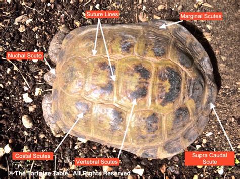 Sulcata Tortoise Growth Chart