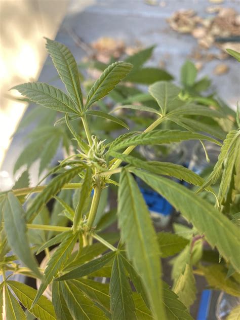 How I Sex My Plants Early During An Outdoor Grow When I Do My First