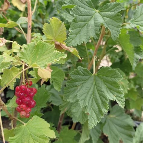 Ribes Rubrum ΚΟΚΚΙΝΟ ΦΡΑΓΚΟΣΤΑΦΥΛΟ Γεωπονικές Επιχειρήσεις Χορομίδης