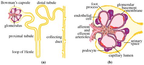 Glomerular Basement Membrane Lm