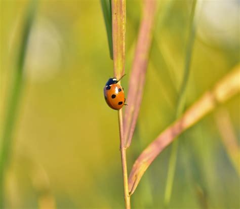 Field Bug Images Free Download On Freepik