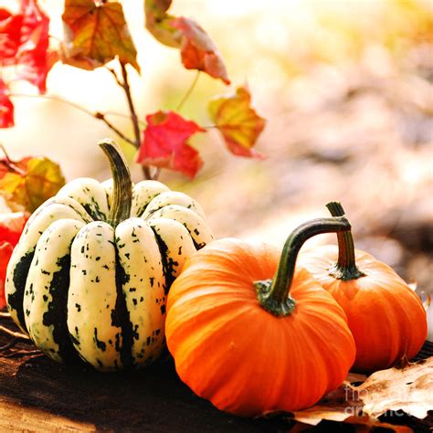 Pumpkin Fall Photography