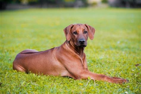 Breed Club Dermoid Sinus Checks For Rhodesian Ridgeback Puppies