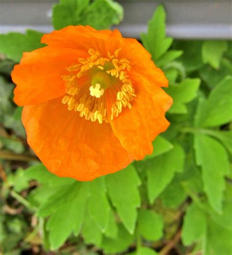 Welsh Poppy Planting Care And Tips Live