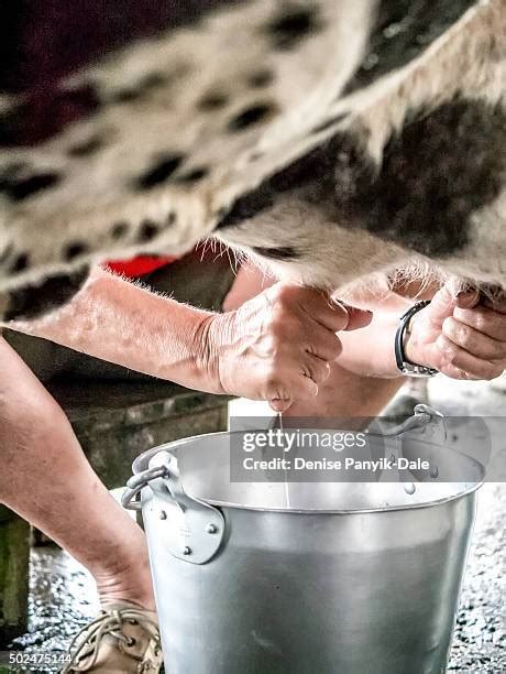Hand Milking Cow Photos And Premium High Res Pictures Getty Images