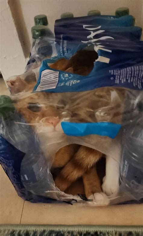 Stuck Boy Rhydrokitties