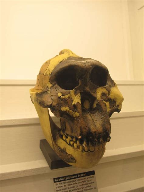 Australopithecus Boisei Teeth