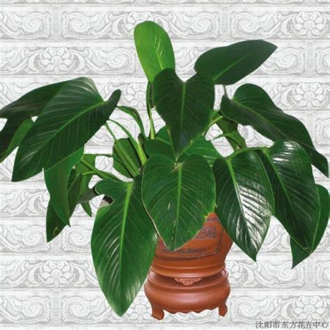 泰国金钻蔓绿绒图册360百科