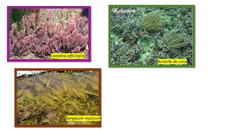 Las Algas Sorprendentes Organismos Academia De Ciencias De Morelos A C