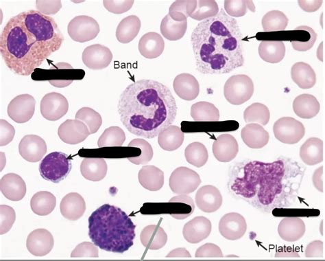 Wbc Diagram Quizlet